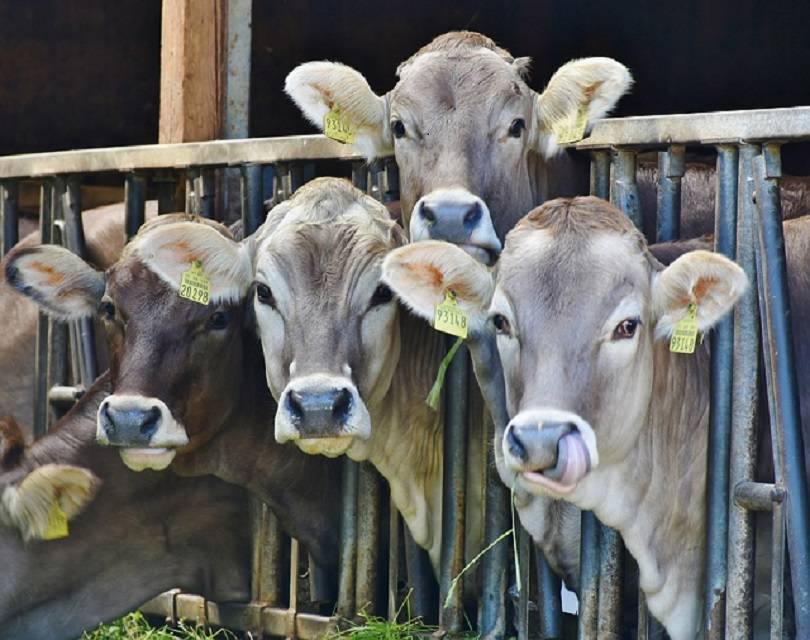 Lactalis to buy Prabhat Dairy's milk business in third India acquisition
